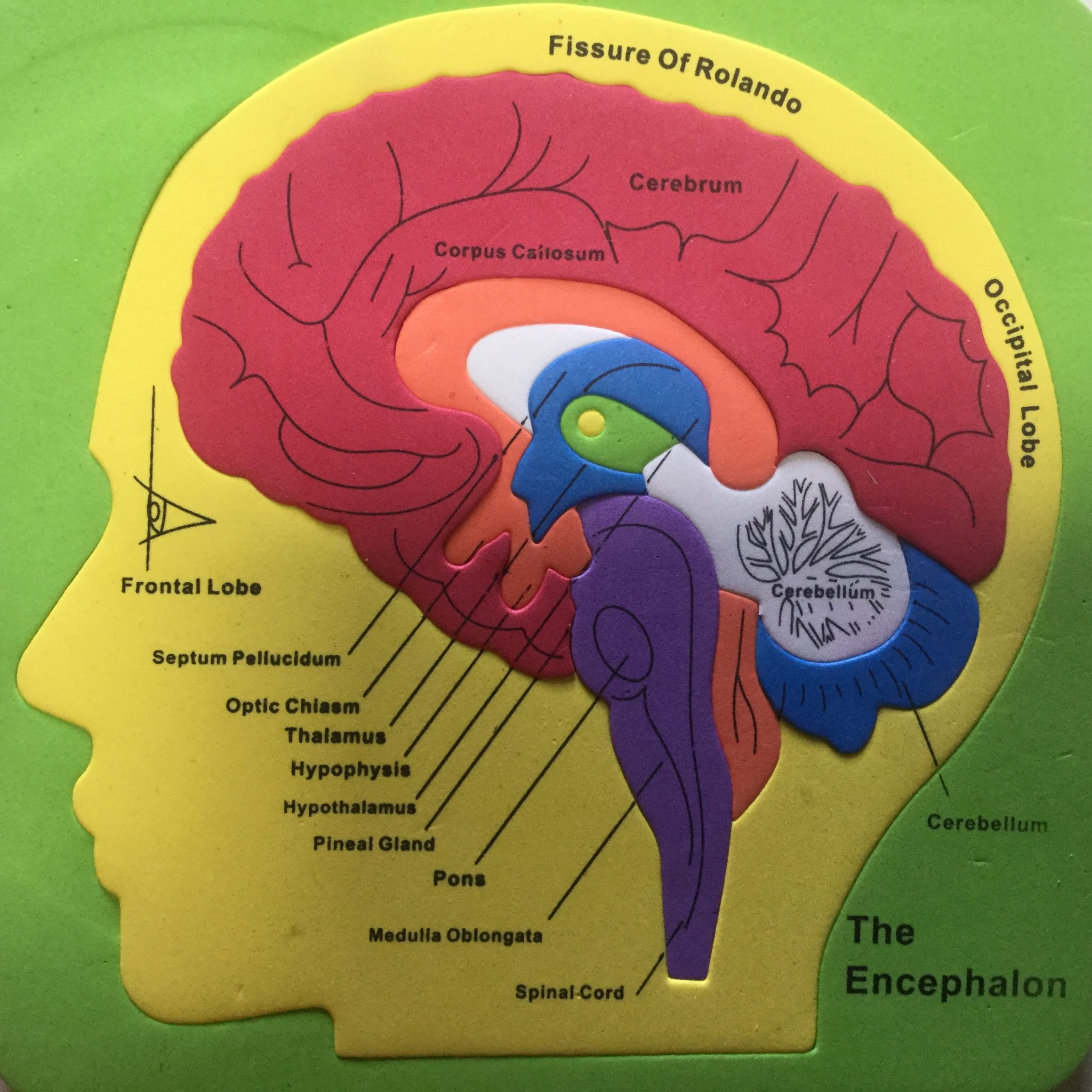 Functional Therapy Activities